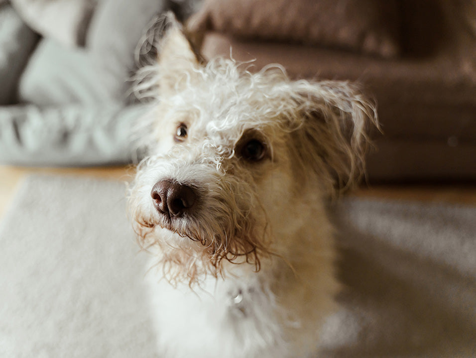 UTI (Urinary tract infection) in diabetic dogs | i-SENS USA